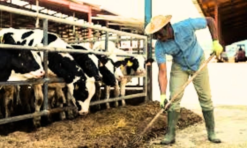 Dairy Farm Assistant Jobs in NZ (On-site only) - WordBuz.com