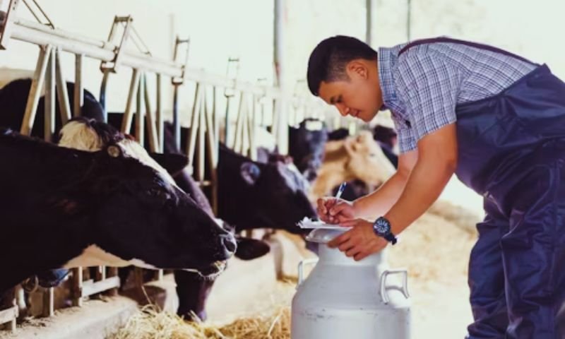 Dairy Farm Jobs in NZ - WordBuz.com